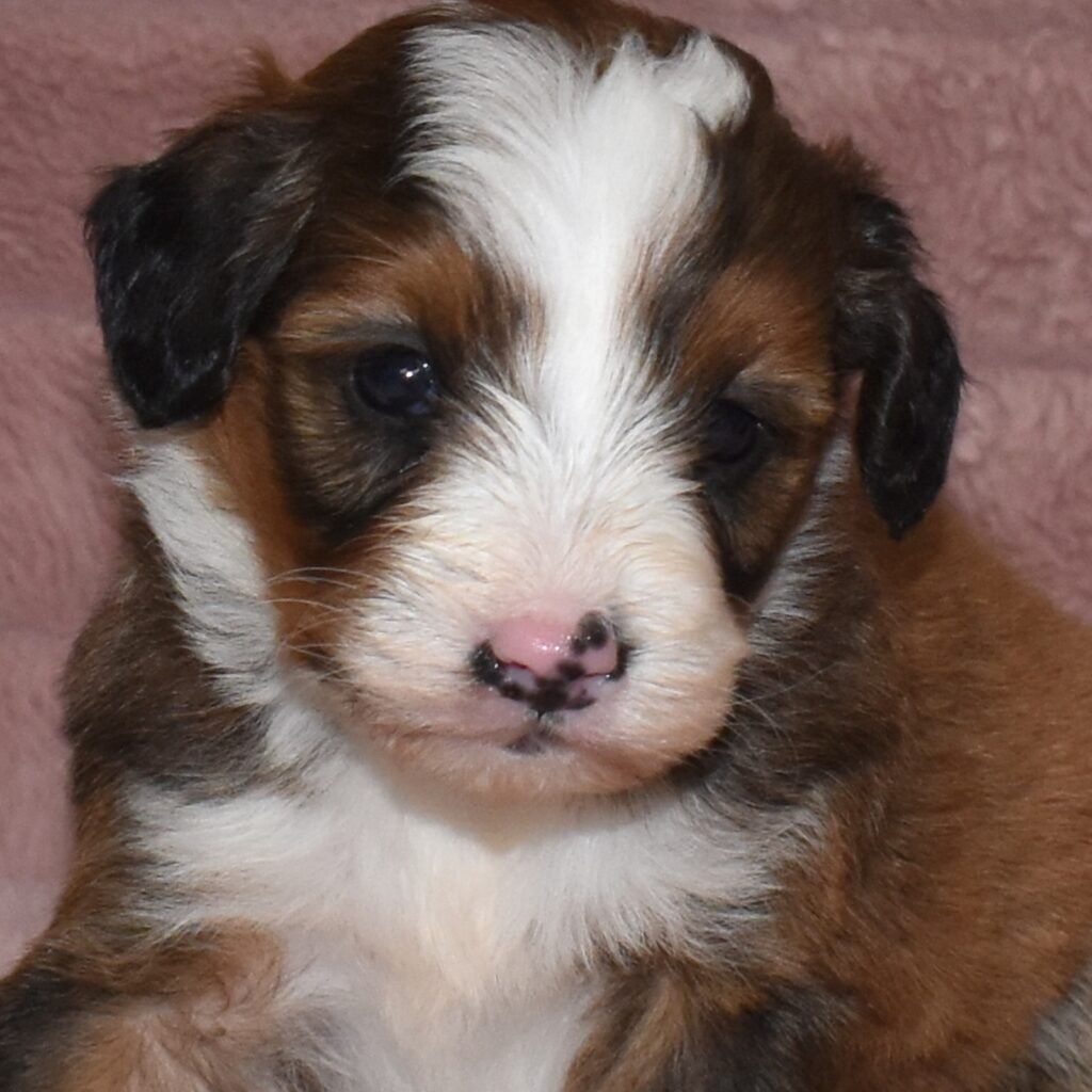 tiny bernedoodle puppies